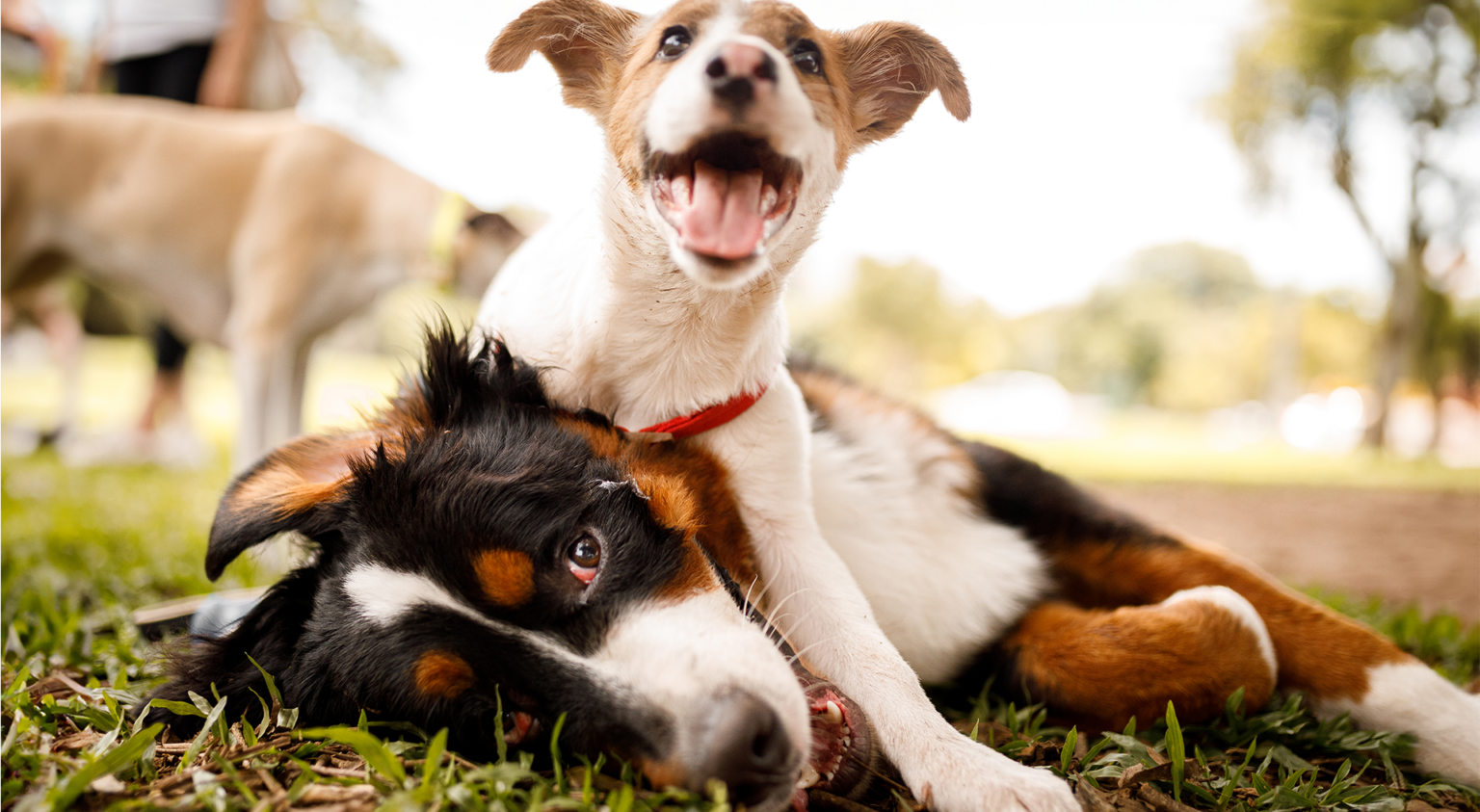 Ultimate Dog Park Experience: Top 10 Features Unleash The Fun
